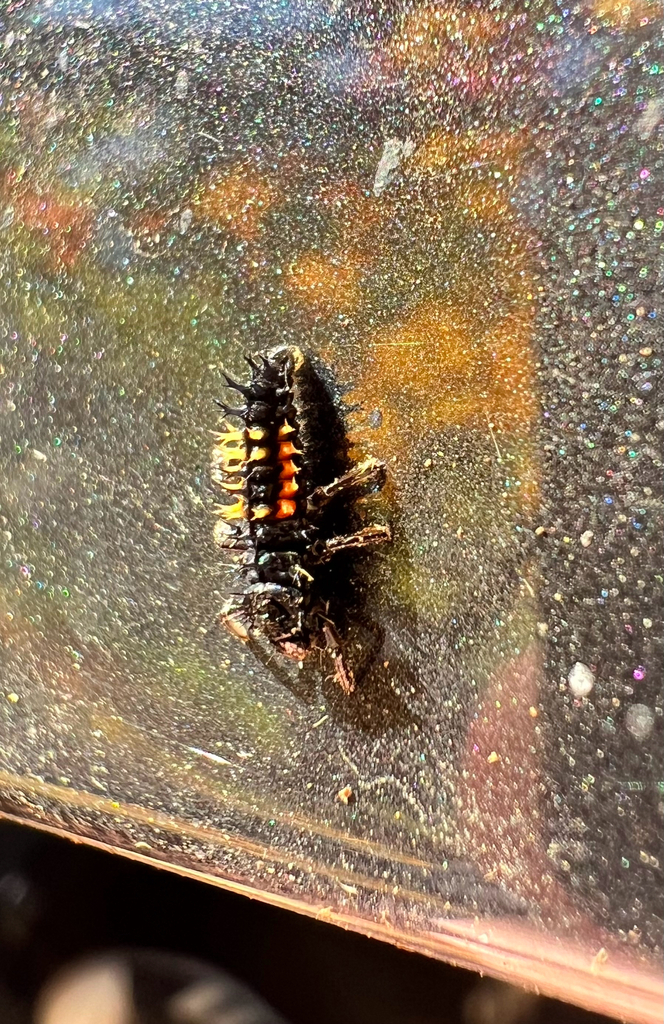 Asian Lady Beetle from Mercier St, Kansas City, MO, US on November 3 ...