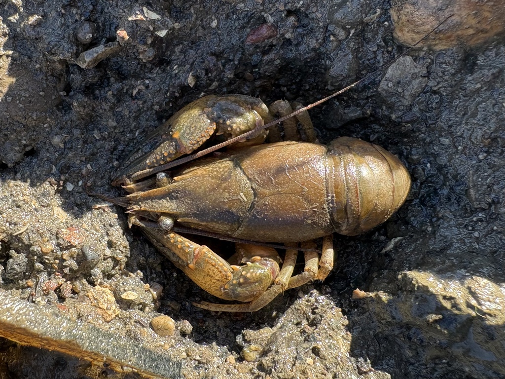 Virile Crayfish in November 2025 by Russ Jones · iNaturalist