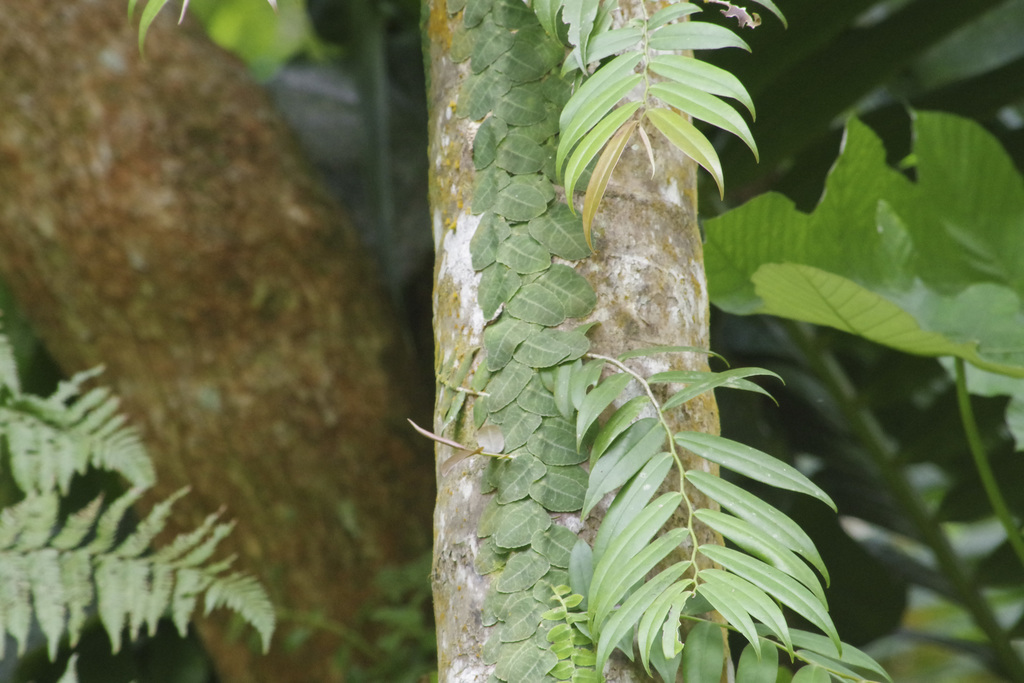 Shingle Vine from Mameyes II, Río Grande 00745, Puerto Rico on December ...
