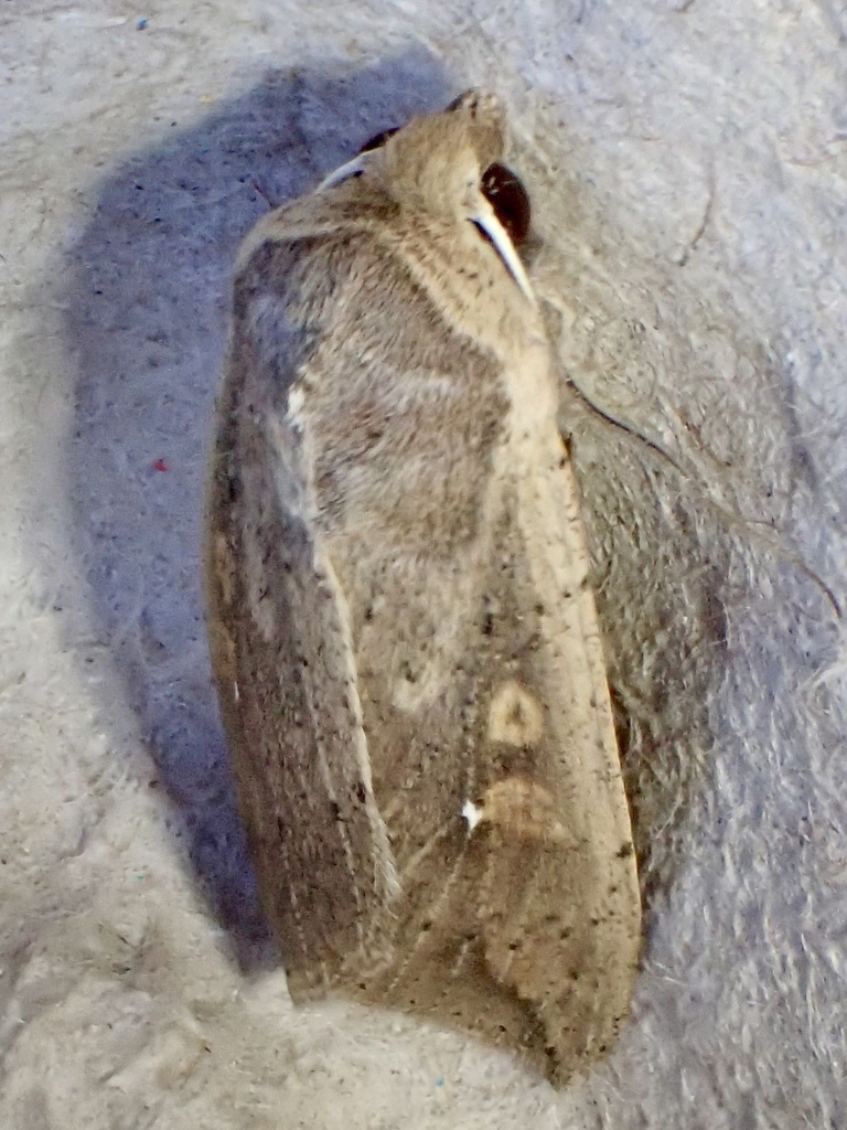 White-speck Moth from Blanco County, TX, USA on November 3, 2025 at 09: ...