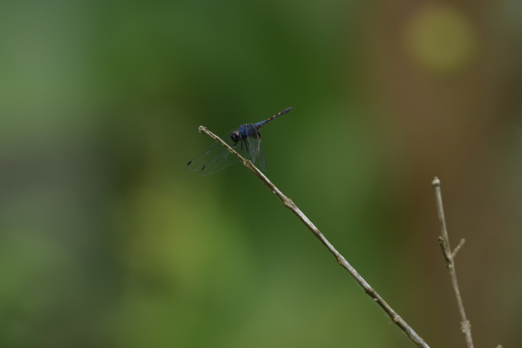 Indigo Dropwing in October 2025 by Jim Clay Balan Busacay Bagano ...