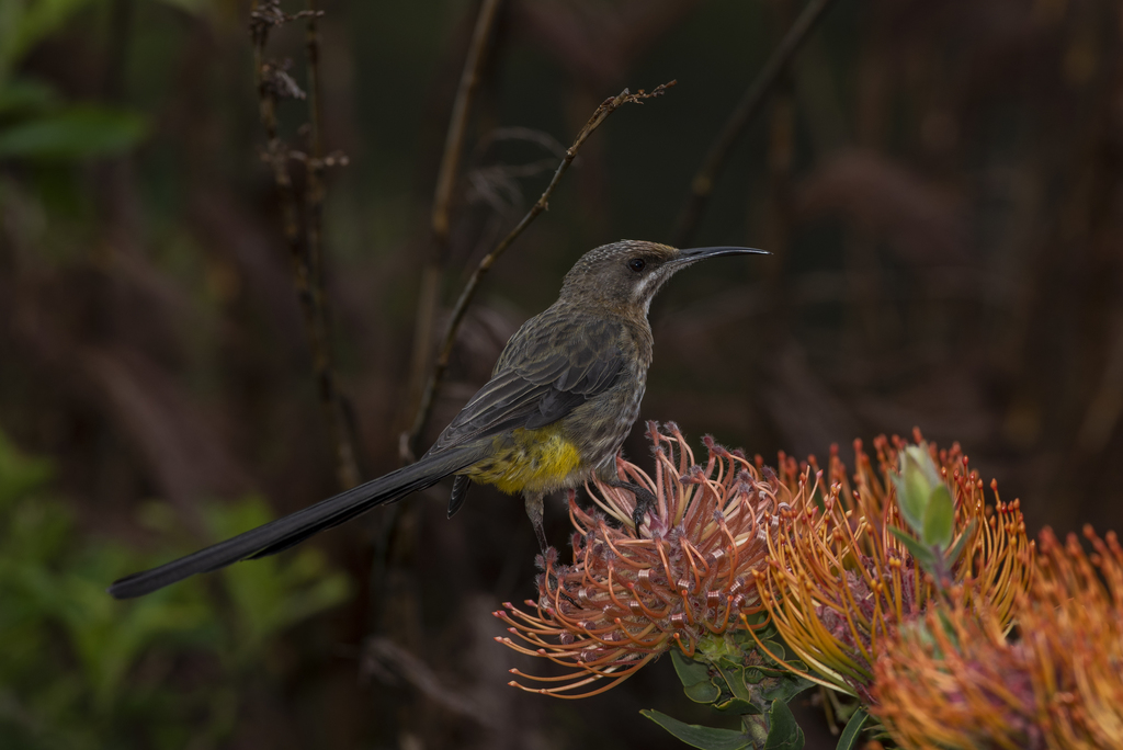 Cape Sugarbird from Wynberg NU (2), Cape Town, 7824, South Africa on ...