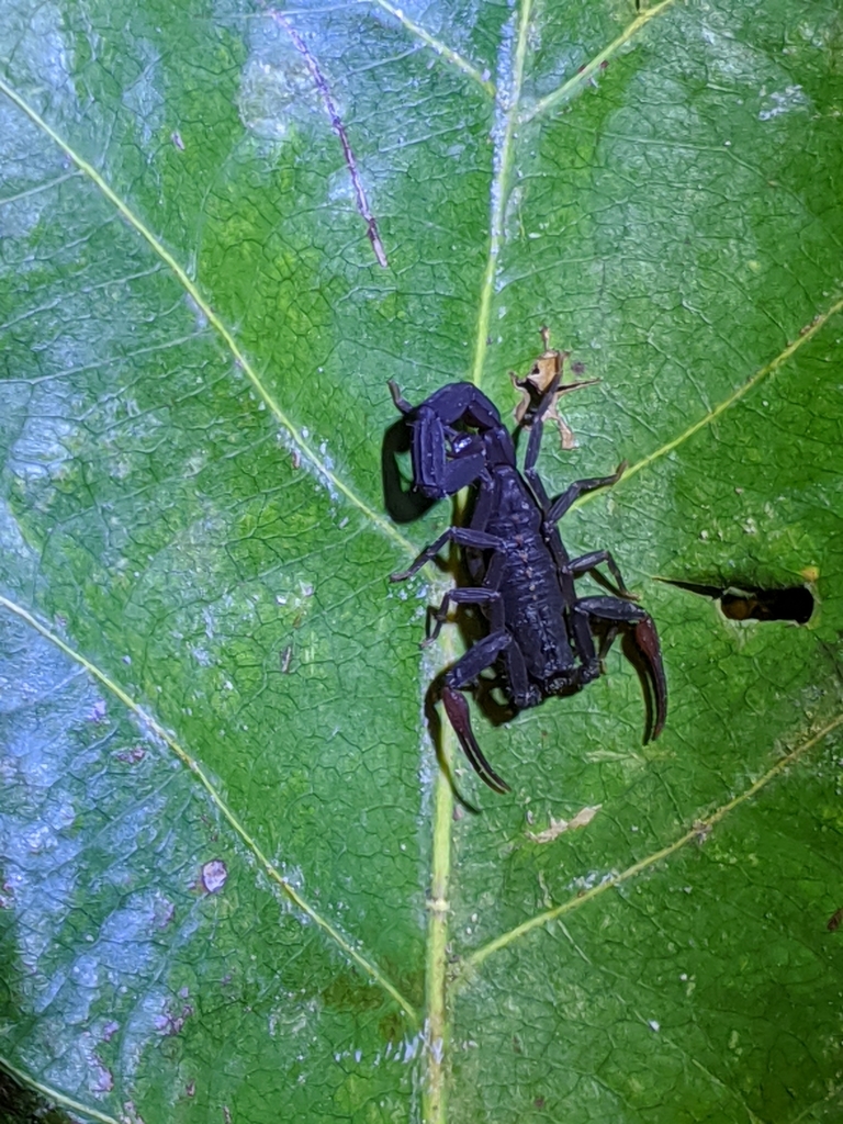 Slender Brown Scorpion from Unnamed Road, San Pedro, Belize on December ...