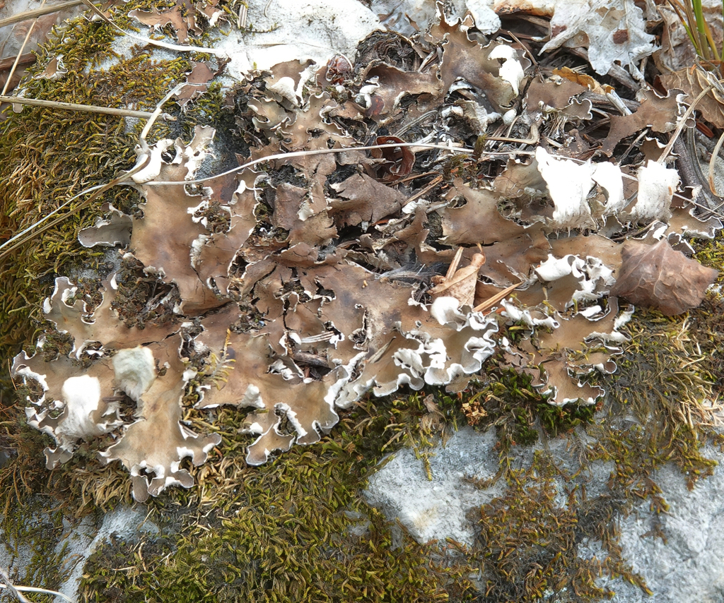 field dog lichen from Bonneville County, ID, USA on September 6, 2025 ...