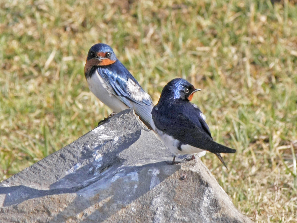 Hirundo lucida rothschildi from Addis Ababa, Ethiopia on February 6 ...