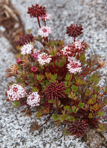 Trachymene saniculifolia · iNaturalist
