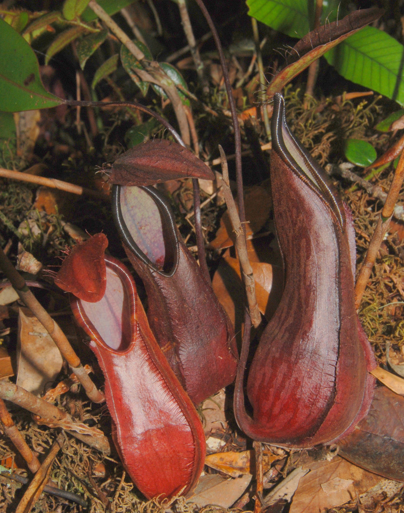 fringed pitcher-plant from Sabah, Malaysia on August 13, 2013 at 04:47 ...