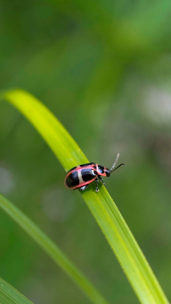Asphaera clerica from Jardim Botânico de São Paulo - Instituto de ...