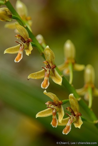 Genus Nabaluia · iNaturalist