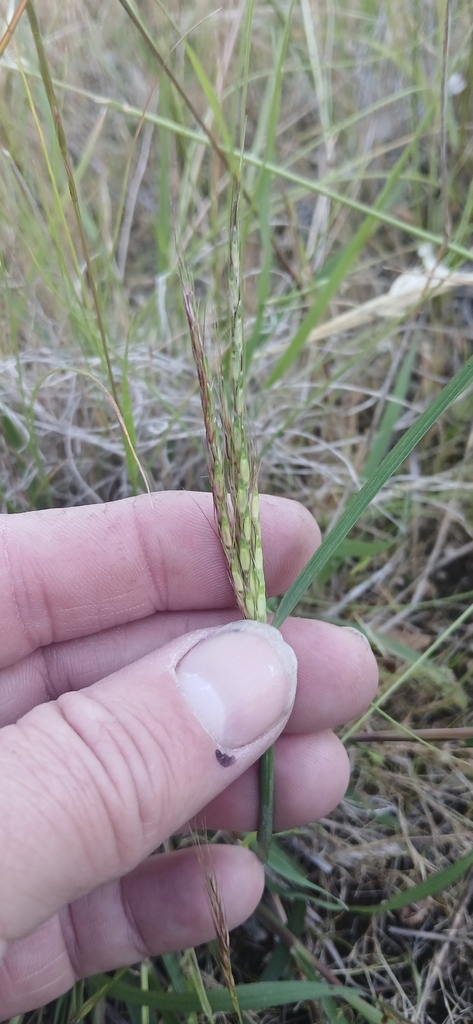 Redleg Grass from Stop 48 Golden Grove Rd - West side, Modbury Heights ...