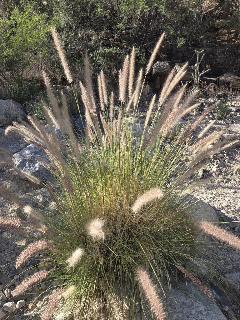 Fountain Grass from Tucson, AZ 85750, USA on November 5, 2025 at 08:59 ...