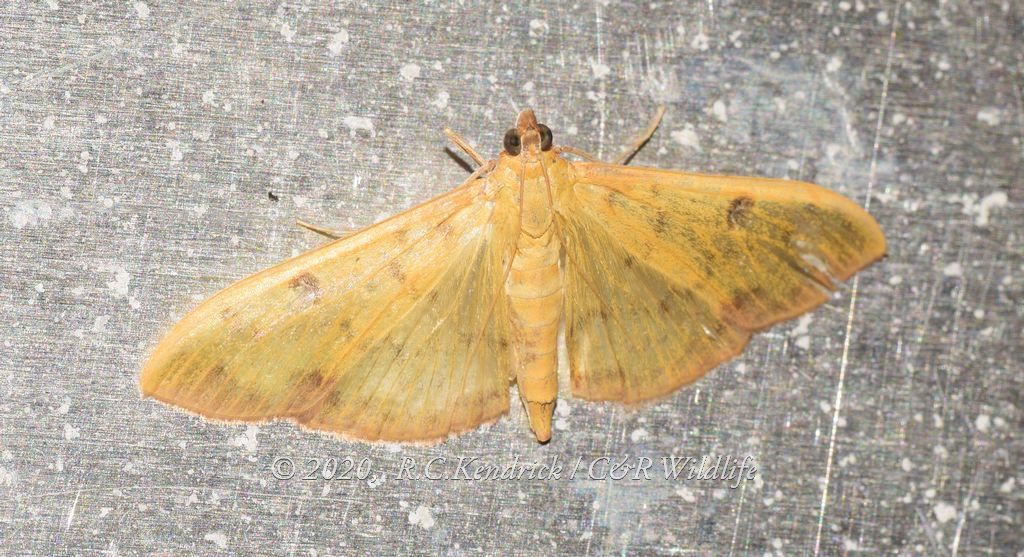 Botyodes diniasalis from Lam Tsuen Valley, Tai Po, New Territories ...