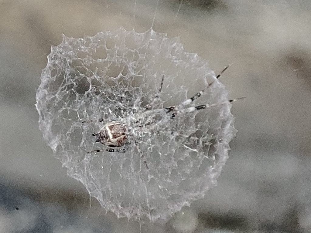 Ninja-star Ceiling Spider from Vijay Colony, Dehradun, Uttarakhand, IN ...