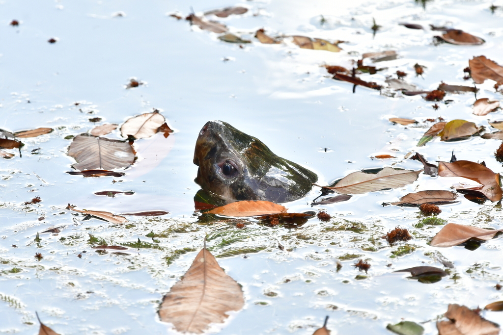 Malayan Giant Turtle in January 2020 by CiS88. huge one · iNaturalist