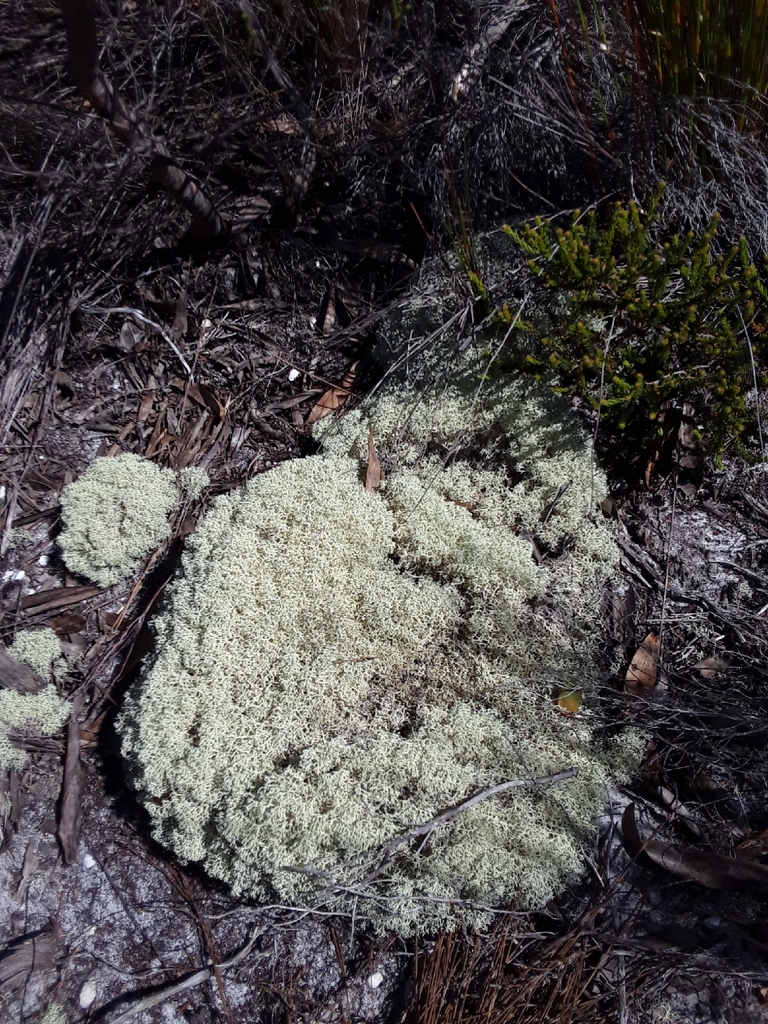 pixie cup and reindeer lichens from Betty's Bay, 7141, South Africa on ...