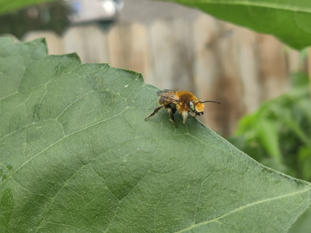 broad-handed leafcutter bee from Selby Ave & Avon St, St Paul, MN 55104 ...