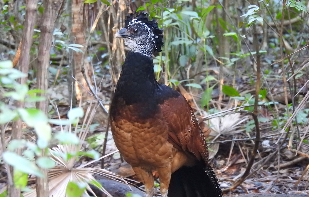 Great Curassow from Quintana Roo, MX on December 24, 2019 at 07:19 AM ...