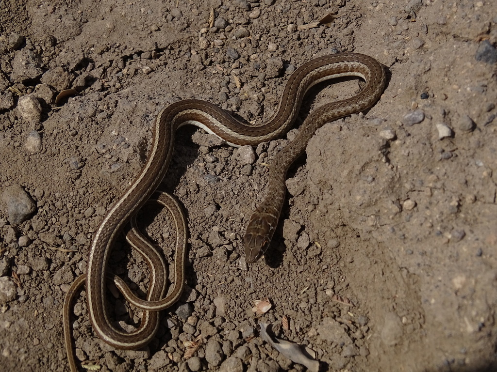 Hissing Sand Snake from Afar Zone 3, Etiopie on November 27, 2014 at 12 ...