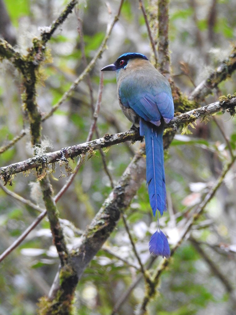 Andean Motmot from Aguas Calientes 08680, Peru on November 4, 2019 at ...