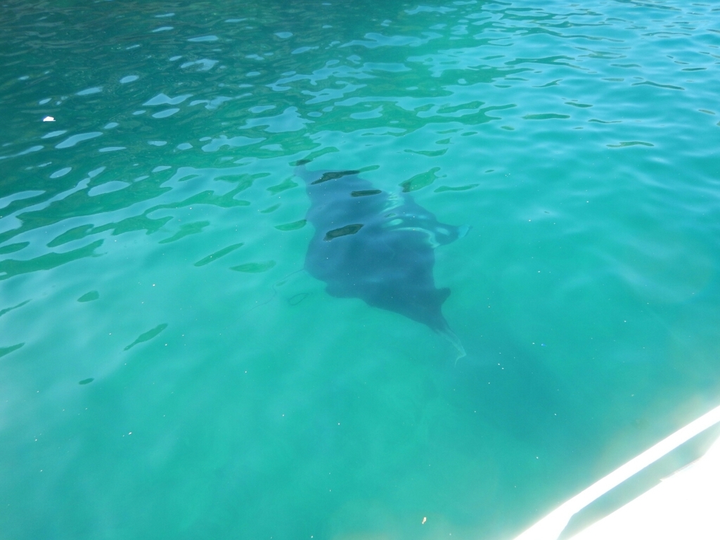 Oceanic Manta Ray in December 2016 by Diego Zubillaga Martín · iNaturalist