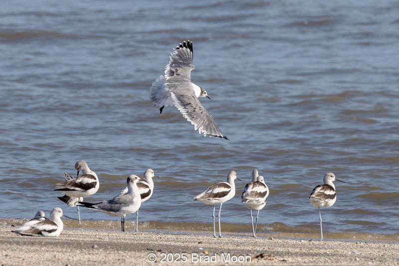 Franklin's Gull from Cameron Parish, LA, USA on November 8, 2025 at 02: ...