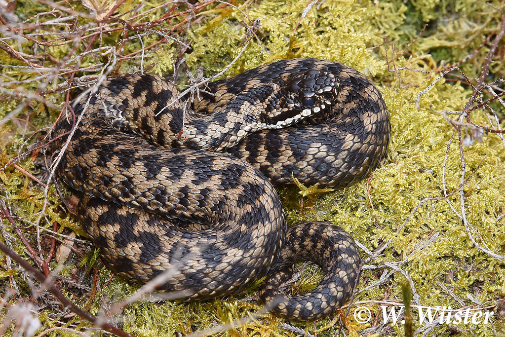 Adder in May 2019 by Wolfgang Wüster · iNaturalist