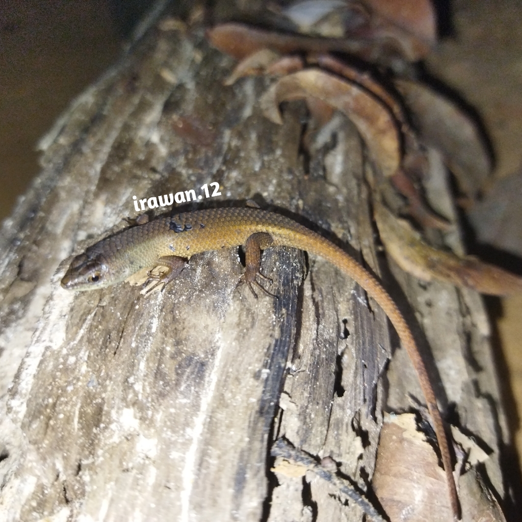 Rough-scaled Sun Skink from 9JQ7+X65, Cemp. Putih, Kec. Jelutung, Kota ...