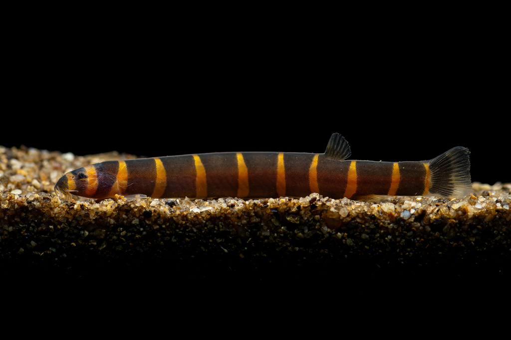(Pangio myersi) - Marine Life Identification