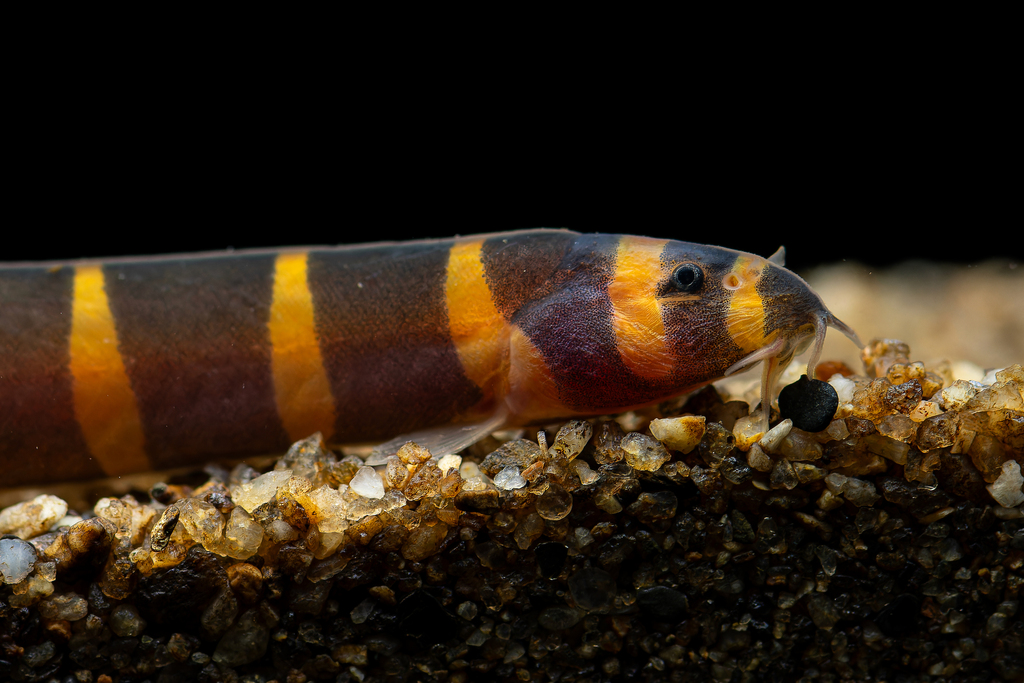 (Pangio myersi) - Marine Life Identification