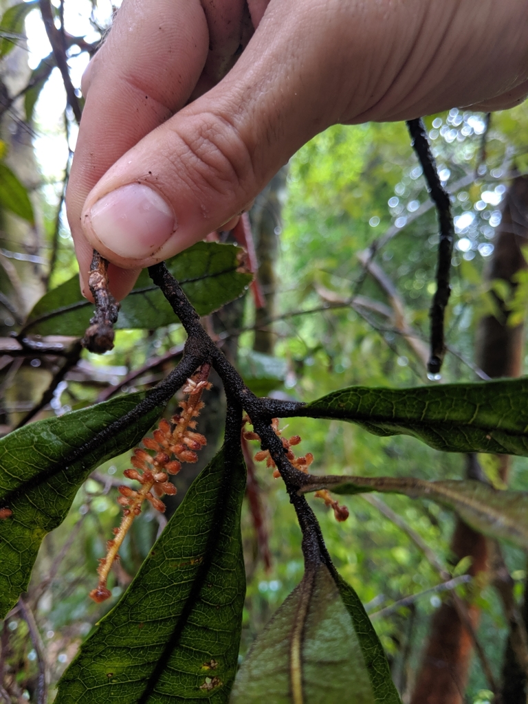 rusty helicia from Springbrook QLD 4213, Australia on November 2, 2019 ...