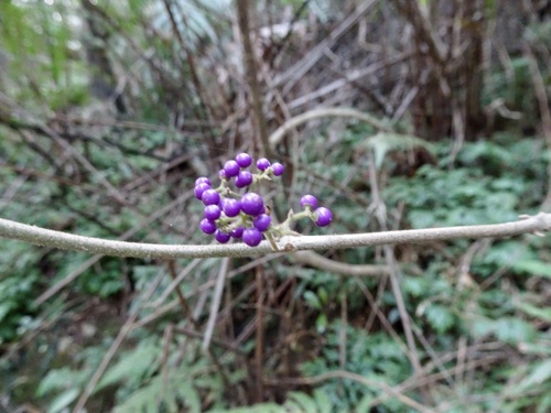 Callicarpa longissima · iNaturalist