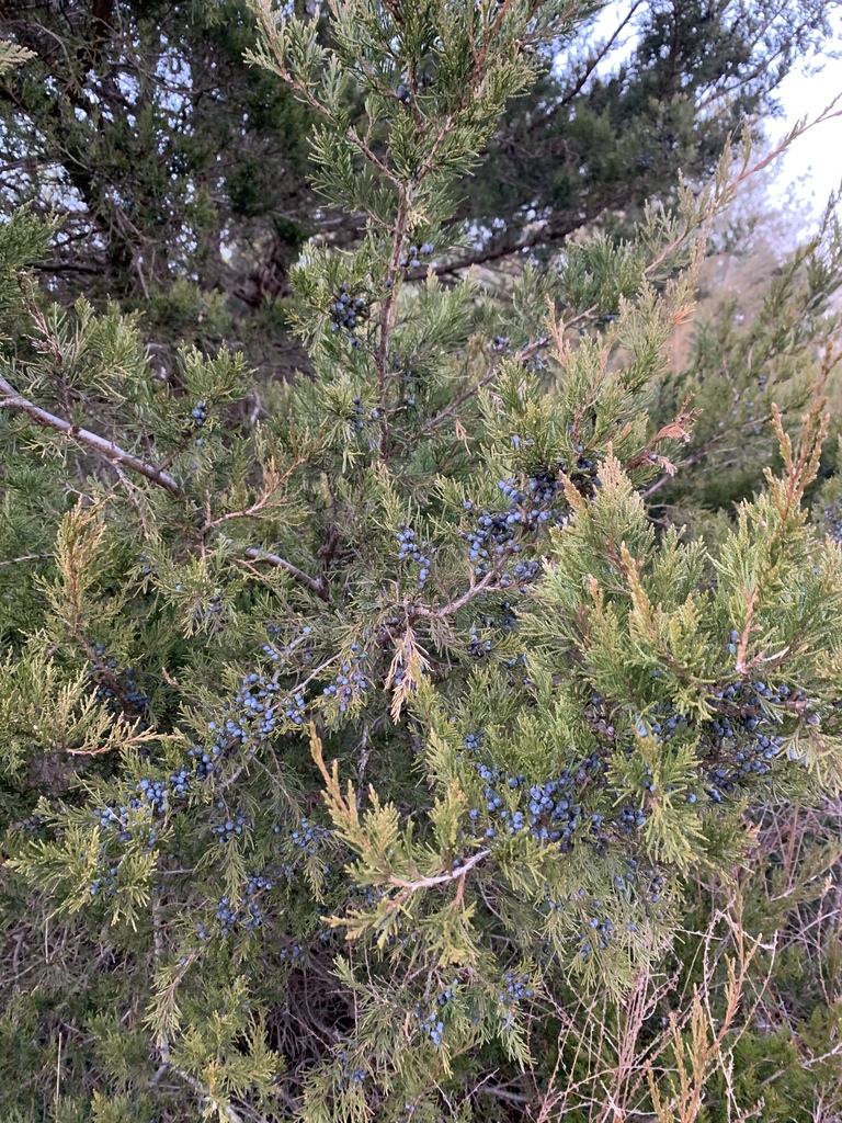 common juniper from Williamstown, NJ, US on January 01, 2020 at 04:40 ...