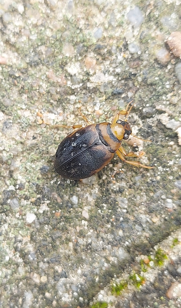 Squeak Beetle from Kiel Uni-Bibliothek, 24118 Kiel, Deutschland on ...