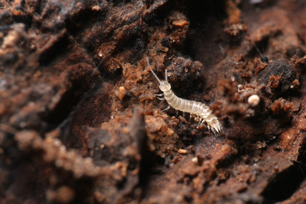 Scutigerellidae from 545台灣南投縣埔里鎮 on November 11, 2025 at 07:46 PM by ...