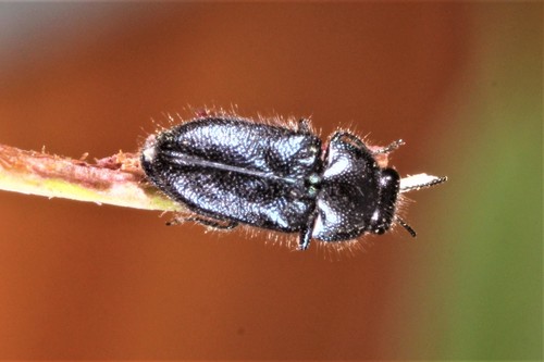 Neocuris pubescens · iNaturalist