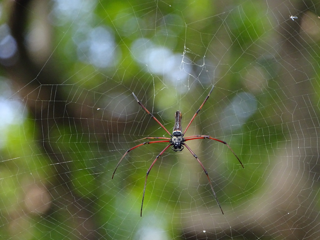 Giant Wood Spiders from Taichung, Taichung, Taiwan on January 4, 2020 ...