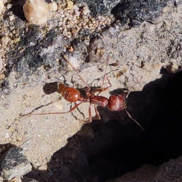 Western Harvester Ant from HRX8+33, Lone Pine, CA, USA on November 11 ...