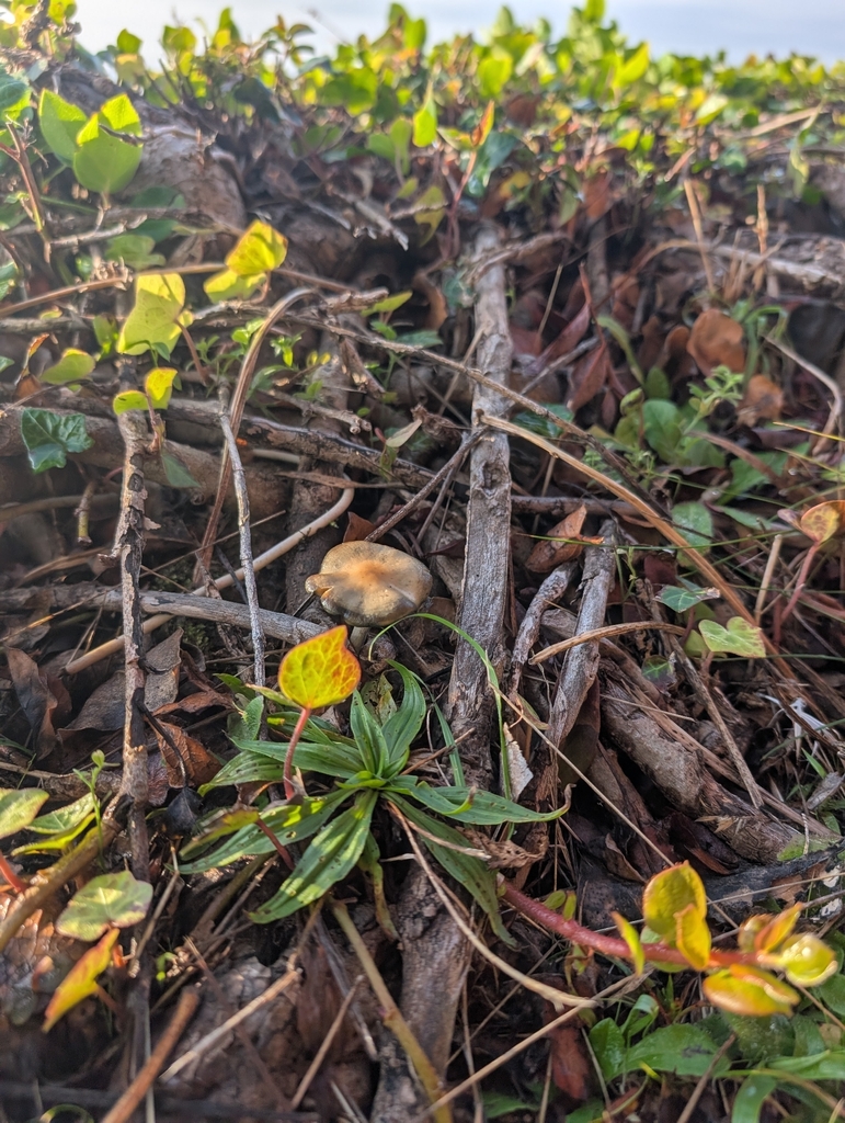 Wavy Cap in November 2025 by Jonathan Najera · iNaturalist