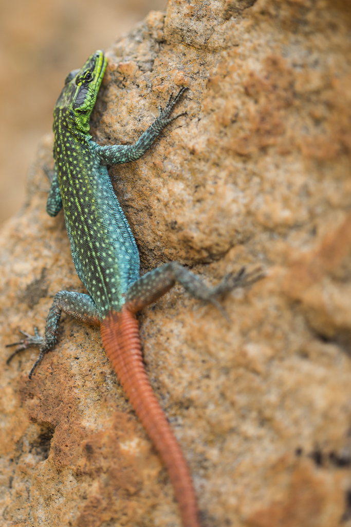 Flat Lizards from Luphisi, 1217, South Africa on November 22, 2019 by ...