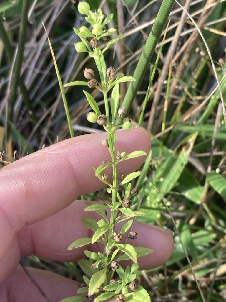 Licorice Weed from Calhoun County, TX, USA on October 26, 2024 at 02:17 ...