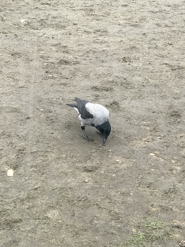 Hooded Crow from Plaza de la República, Berlin, Berlín, DE on January ...