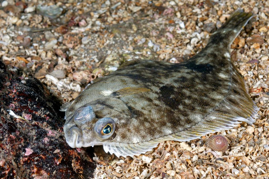 Sand Dab from Scottish Borders, Scotland, GB on August 30, 2007 at 03: ...