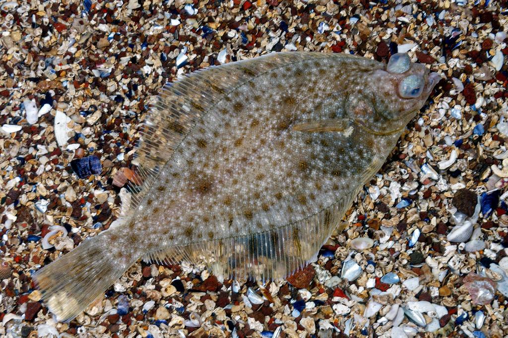 Sand Dab from Scottish Borders, Scotland, GB on August 24, 2007 at 12: ...