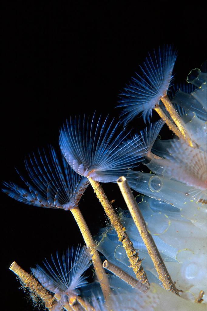 Peacock Worm from Argyll and Bute, Scotland, GB on June 23, 2009 at 11: ...