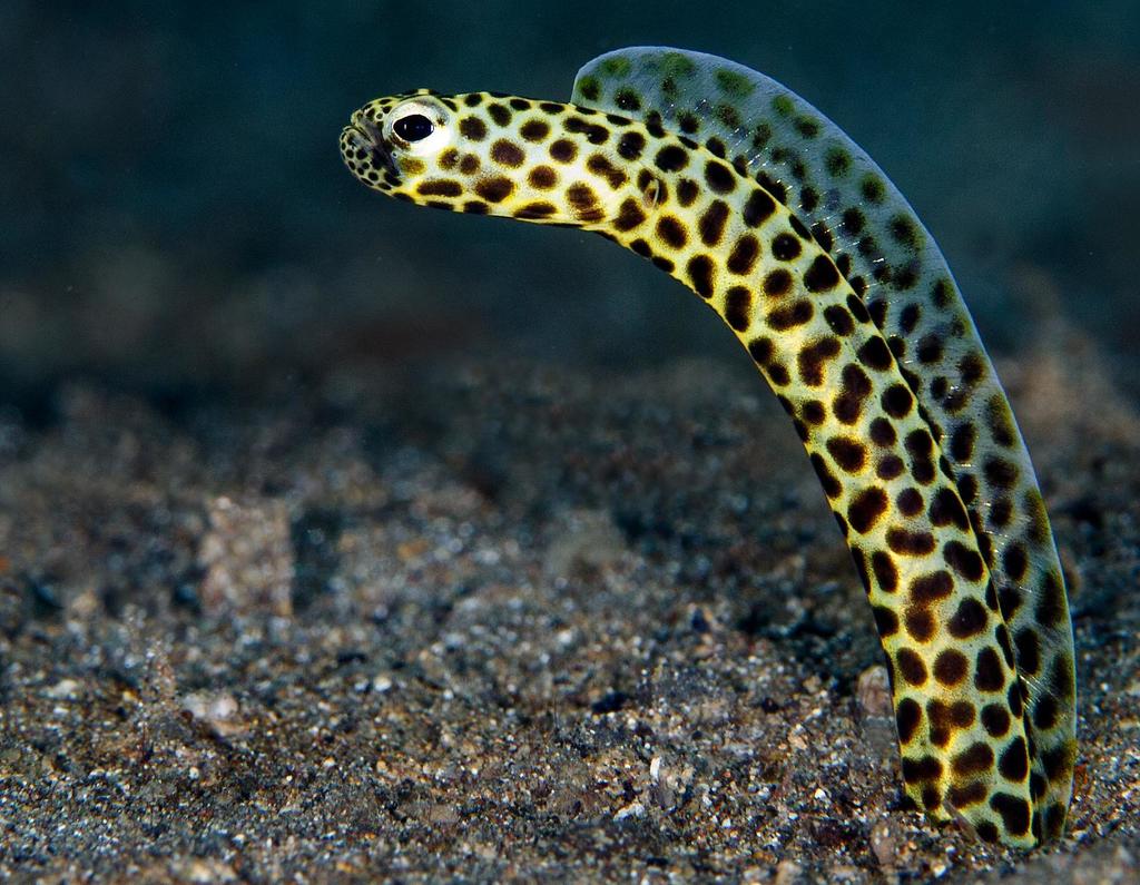 Taylor's Garden Eel from Mabini, PH-BT, PH on November 21, 2017 at 11: ...