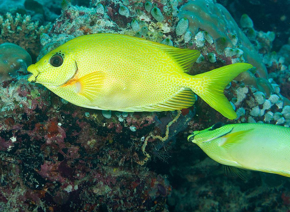 Blackeye Rabbitfish (Siganus puelloides) - Marine Life Identification