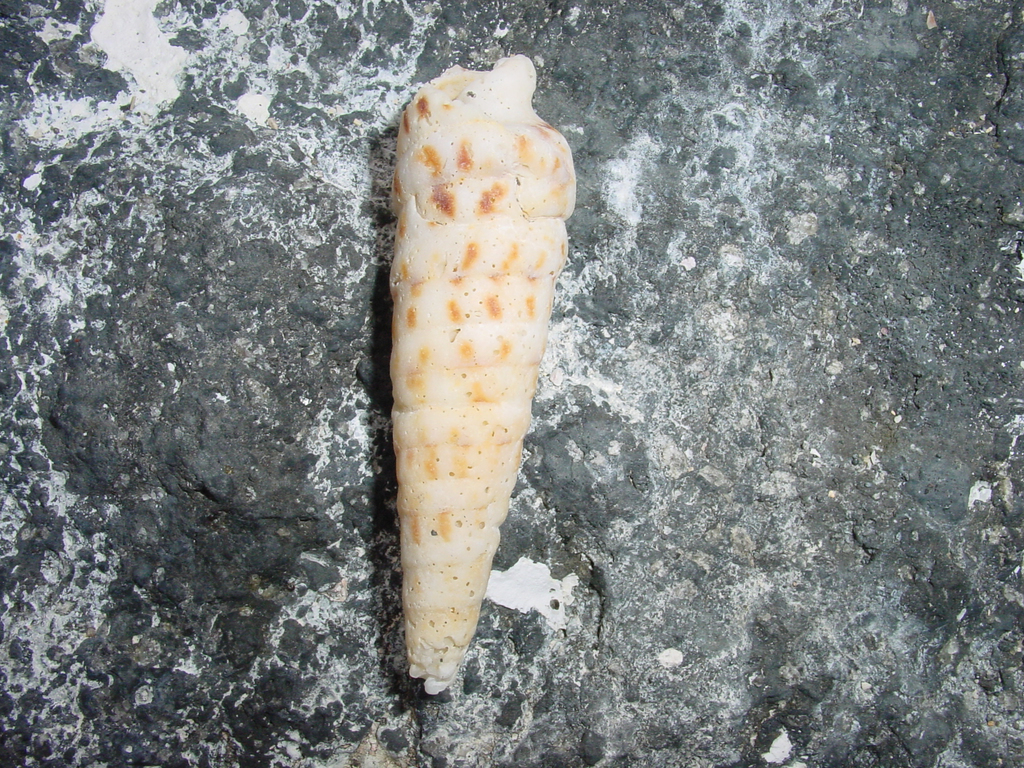 Terebra ornata from Isabela Island, Ecuador on January 20, 2002 at 11: ...