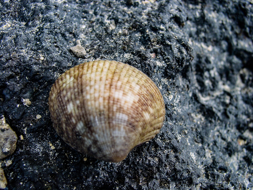 Leukoma pertincta · iNaturalist