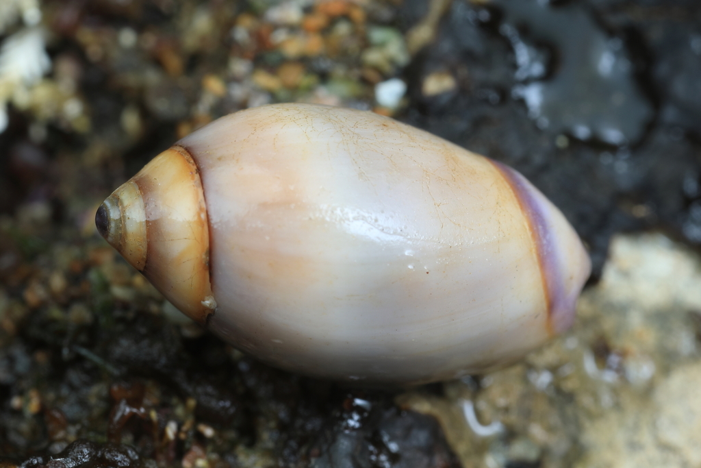 Purple Olive Snail from Los Angeles, California, United States on ...