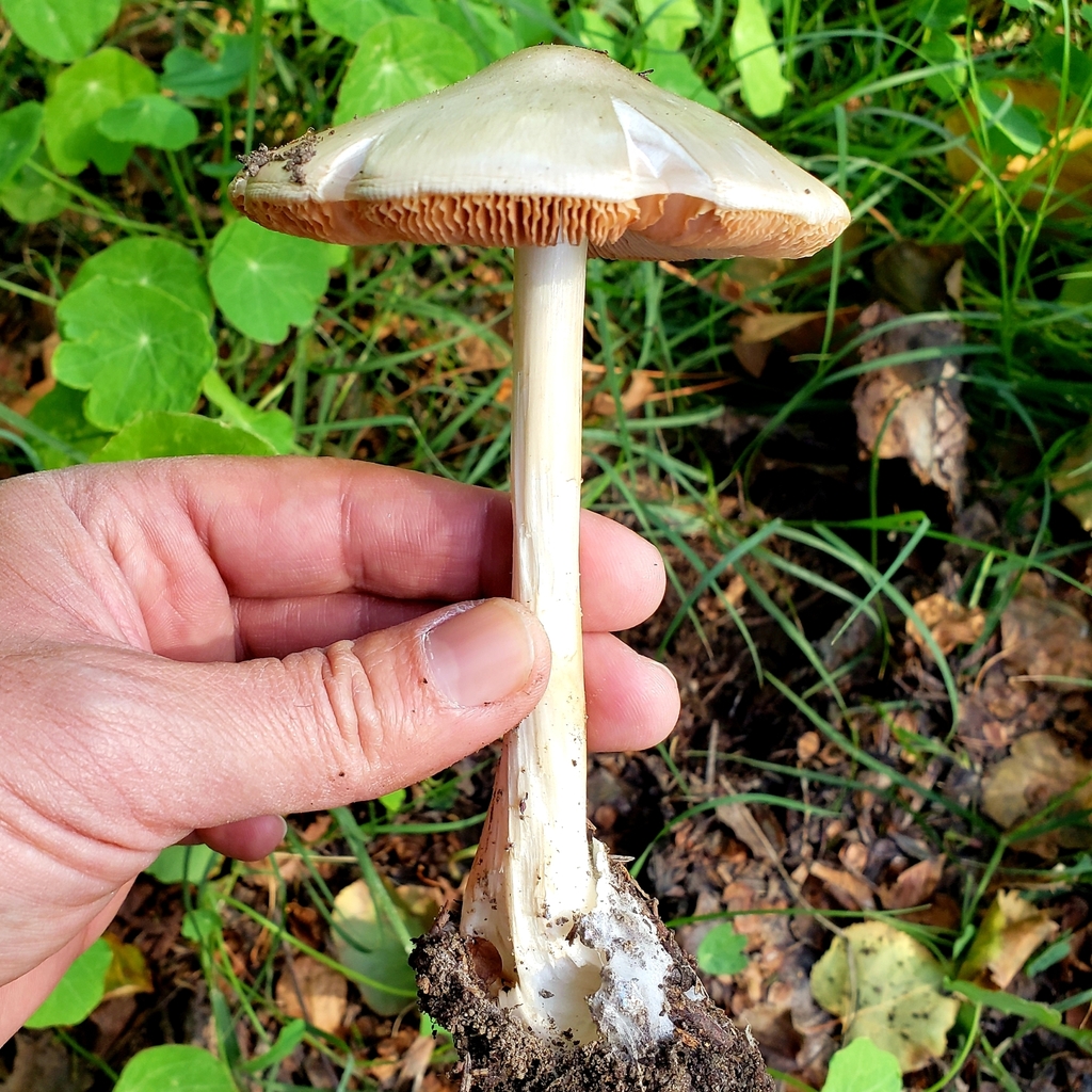 Volvopluteus from Los Angeles, CA 91604, USA on January 3, 2020 at 12: ...